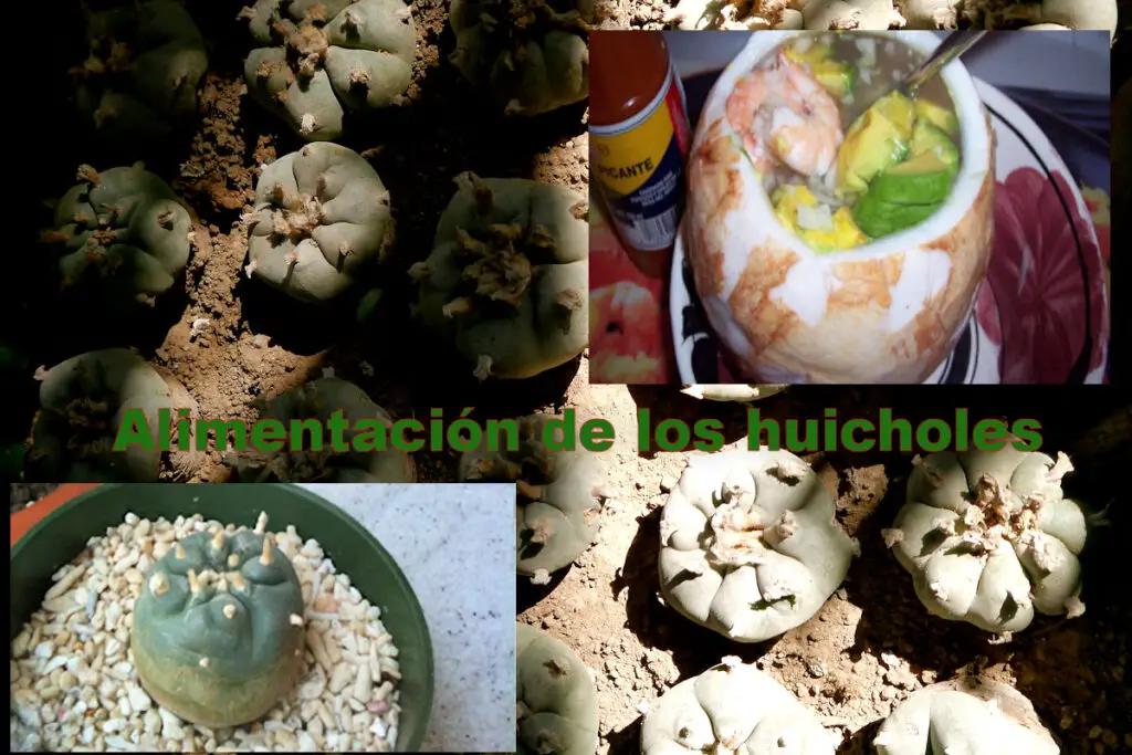 ALIMENTACIÓN DE LOS HUICHOLES » Una parte de su acervo cultural