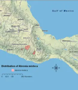 CULTURA MIXTECA » Conoce el acervo cultural de este gran pueblo